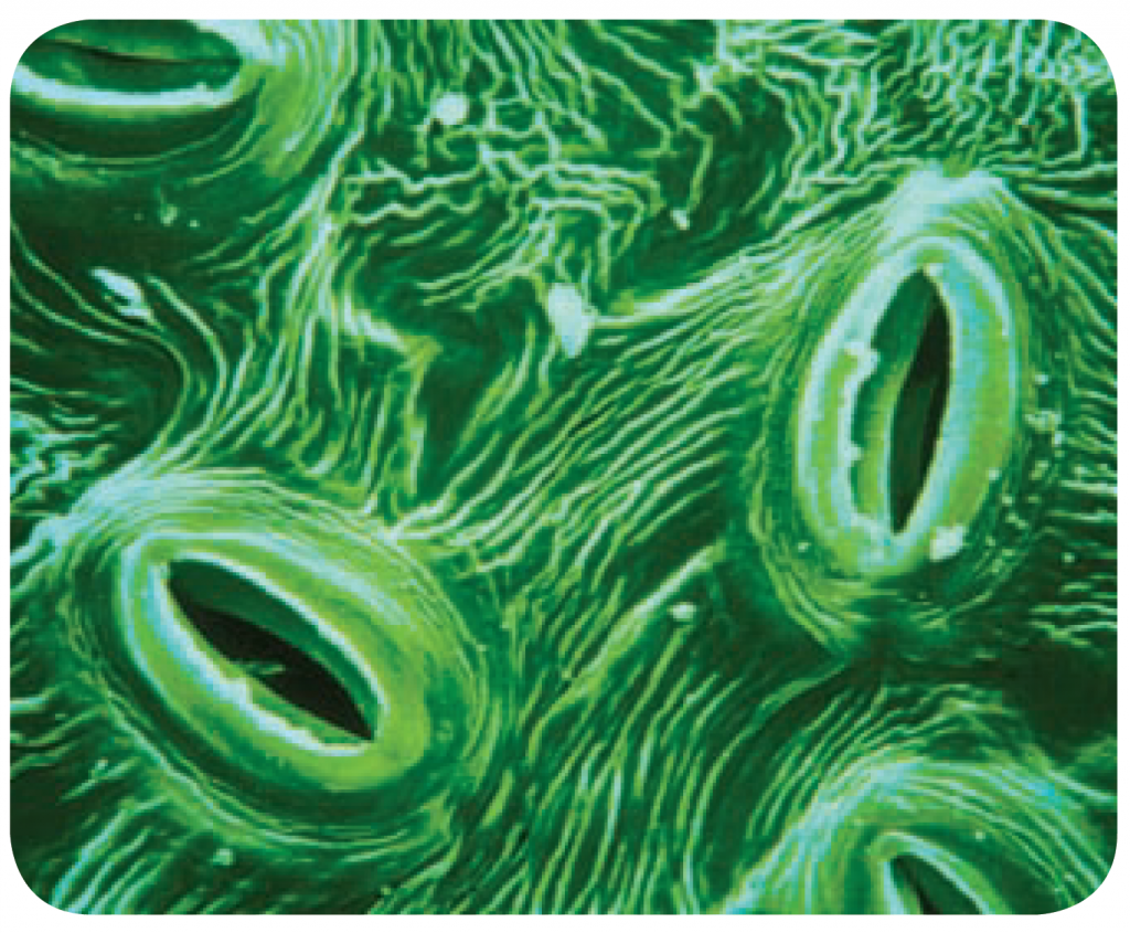 GED Science : PHOTOSYNTHESIS - The Planner Education